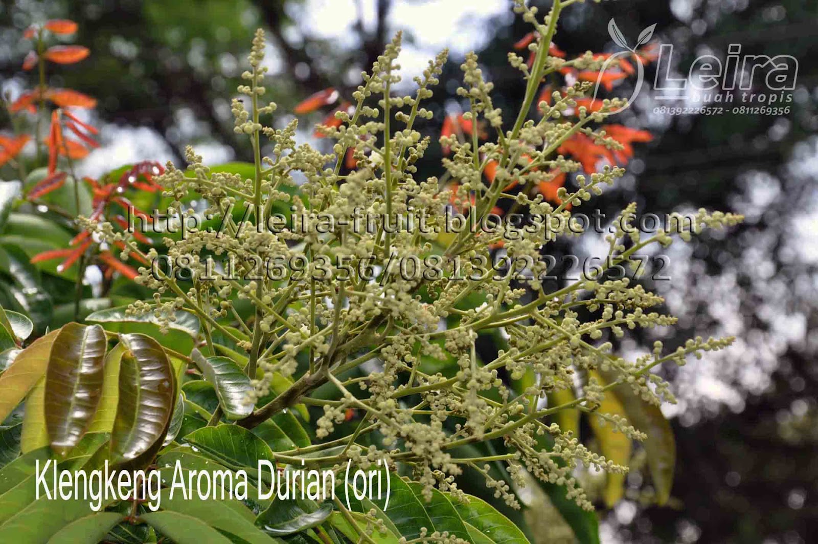 Mencegah Kerontokan Bunga dan Bakal Buah ~ Leira Buah Tropis