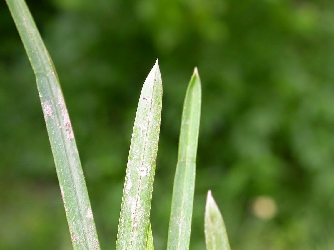 Flora de Puerto Rico Ilustrada Papo Vives: POACEAE POA ANNUA Y POA ...