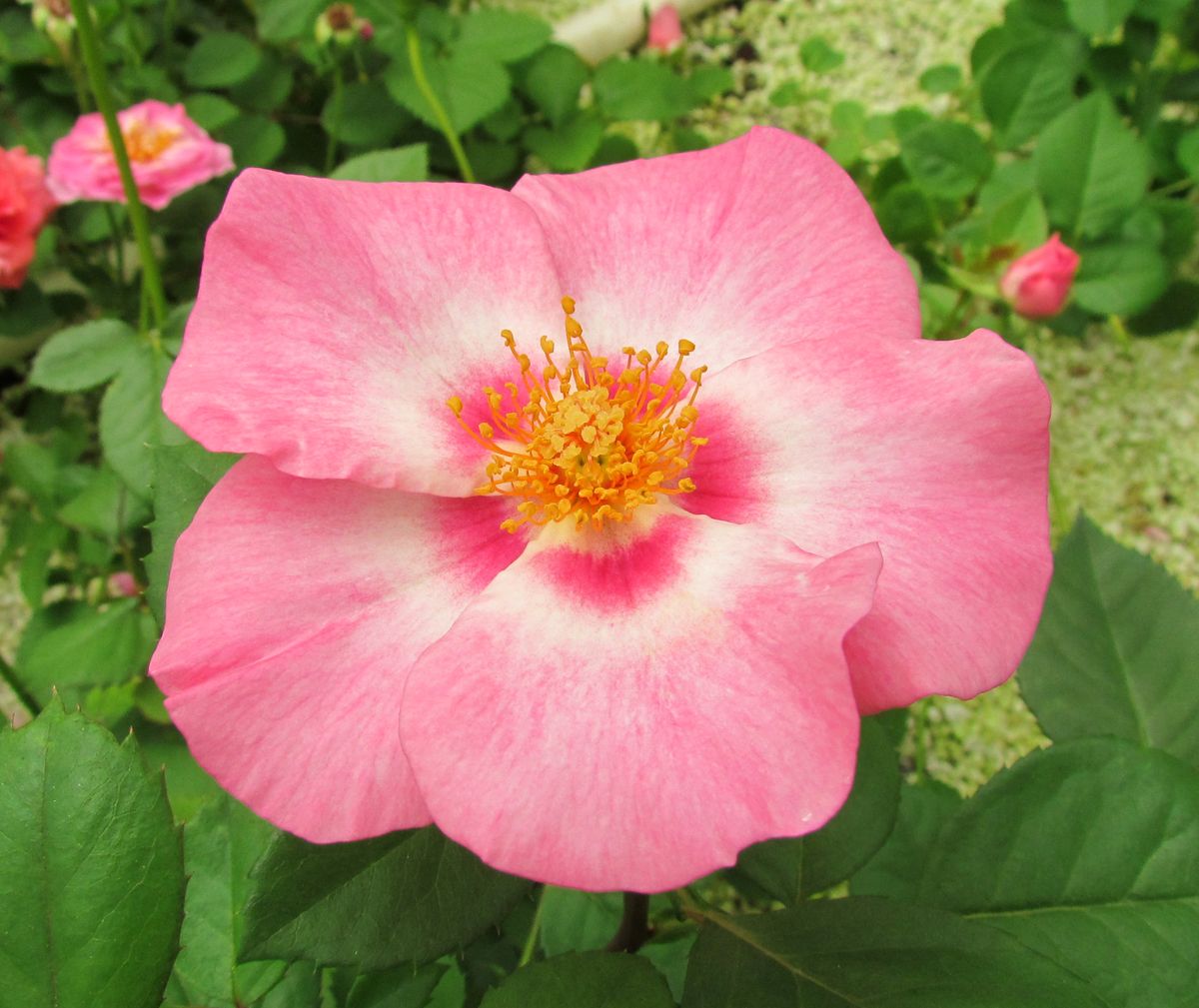 Rose Hybridizing: The Effect of Petal Count on Hulthemia Bloom Presentation