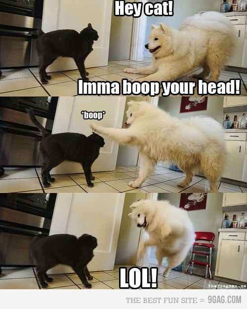 Nuevas fotos de perros comicos