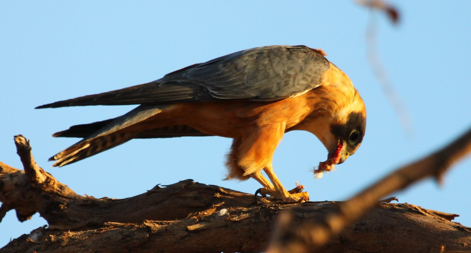 Richard Waring's Birds of Australia: Australian Hobby close-up, Brown ...