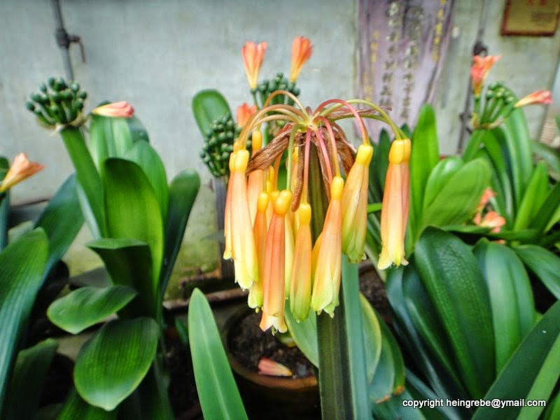 Sharing flower bulb information: First Clivia Mirabilis to flower in ...