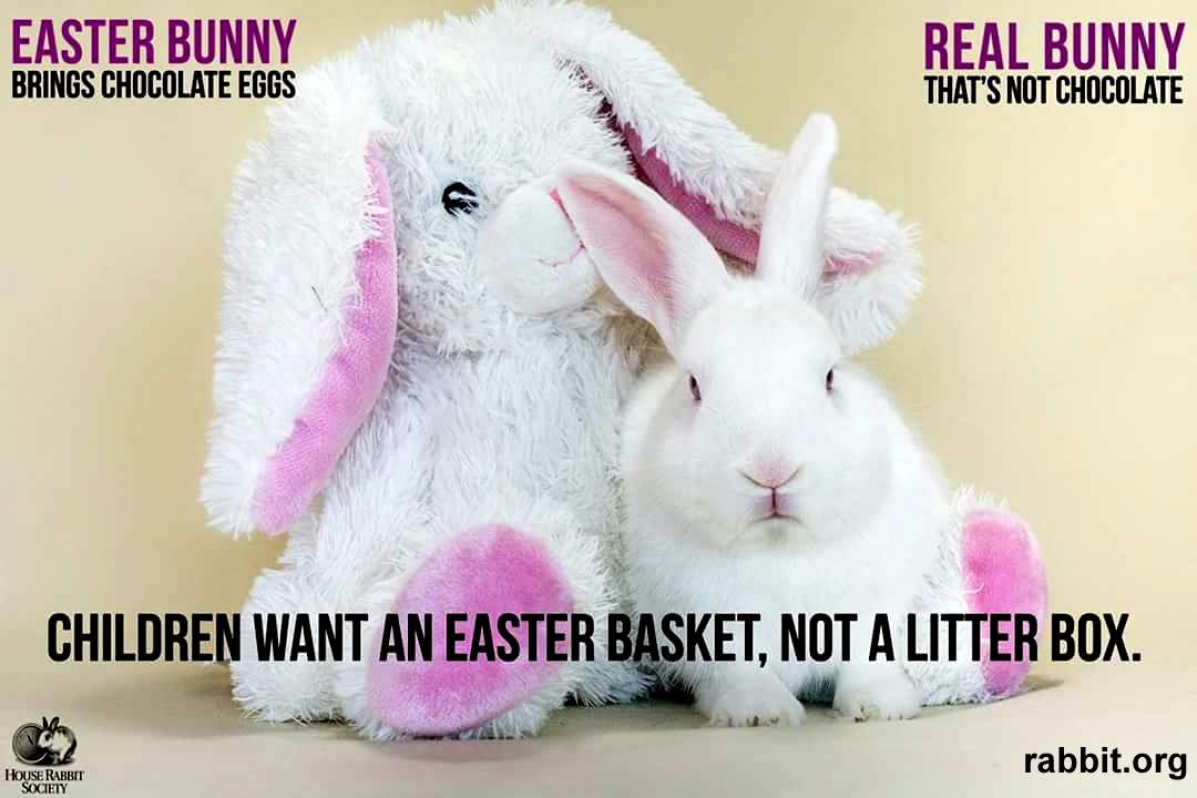 Funny Bunny Easter Memes