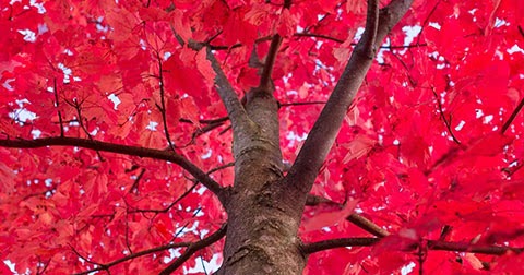 Common Maple Tree Diseases, Symptoms, Treatment, and Prevention - Tree ...