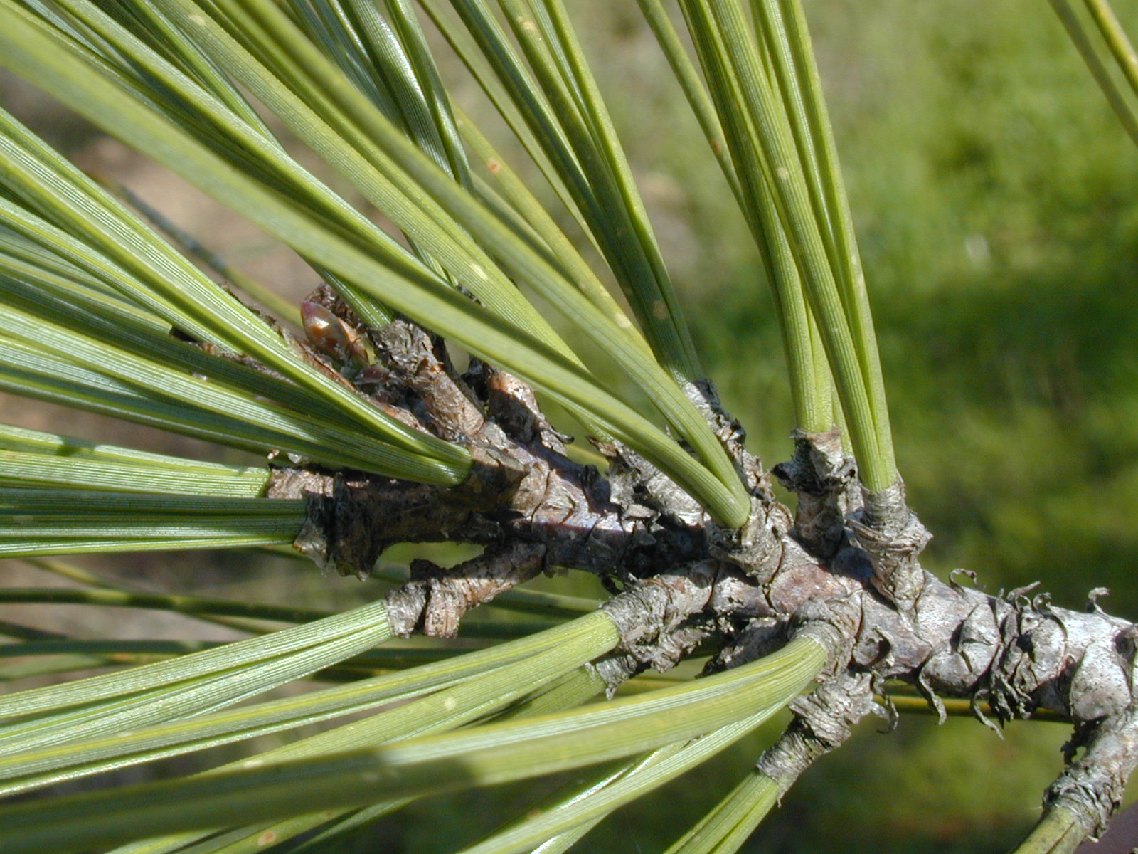 Trees of Santa Cruz County: Pinus torryeana - Torrey Pine