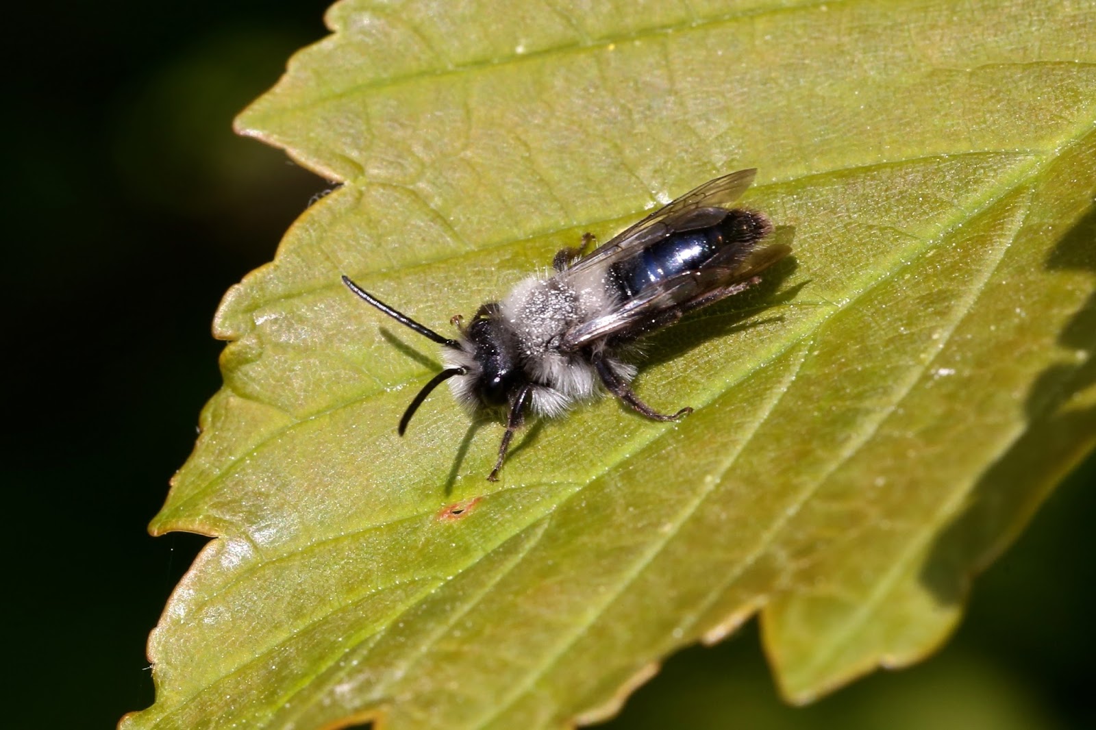 TrogTrogBlog: Bee of the week - Ashy mining bee
