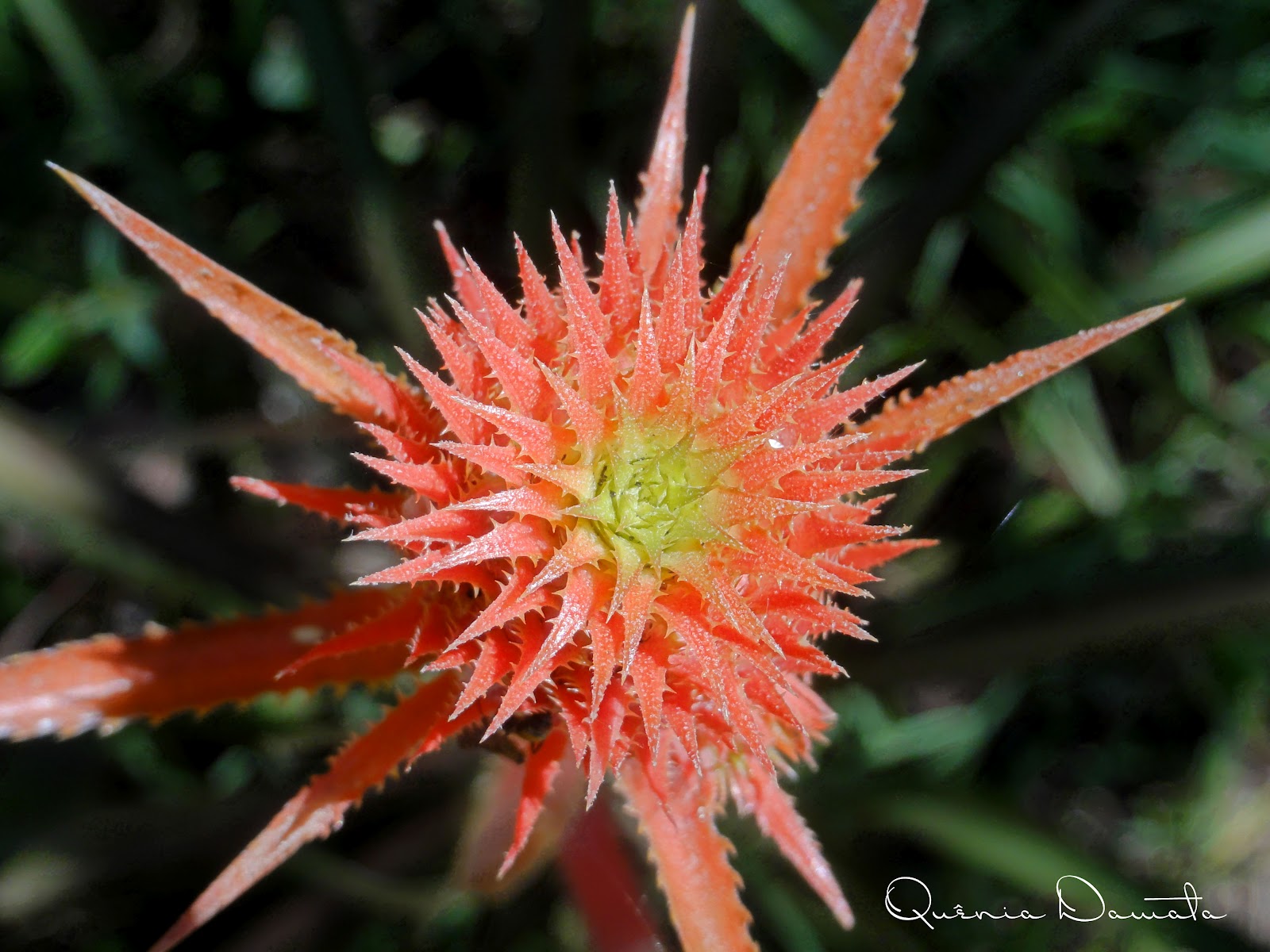 Flor de abacaxi | Fotos do Cerrado...