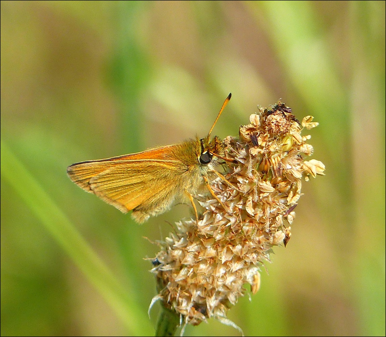 'Our' On-Line Diary: The Scarce Small Skipper Butterfly aka the Essex ...
