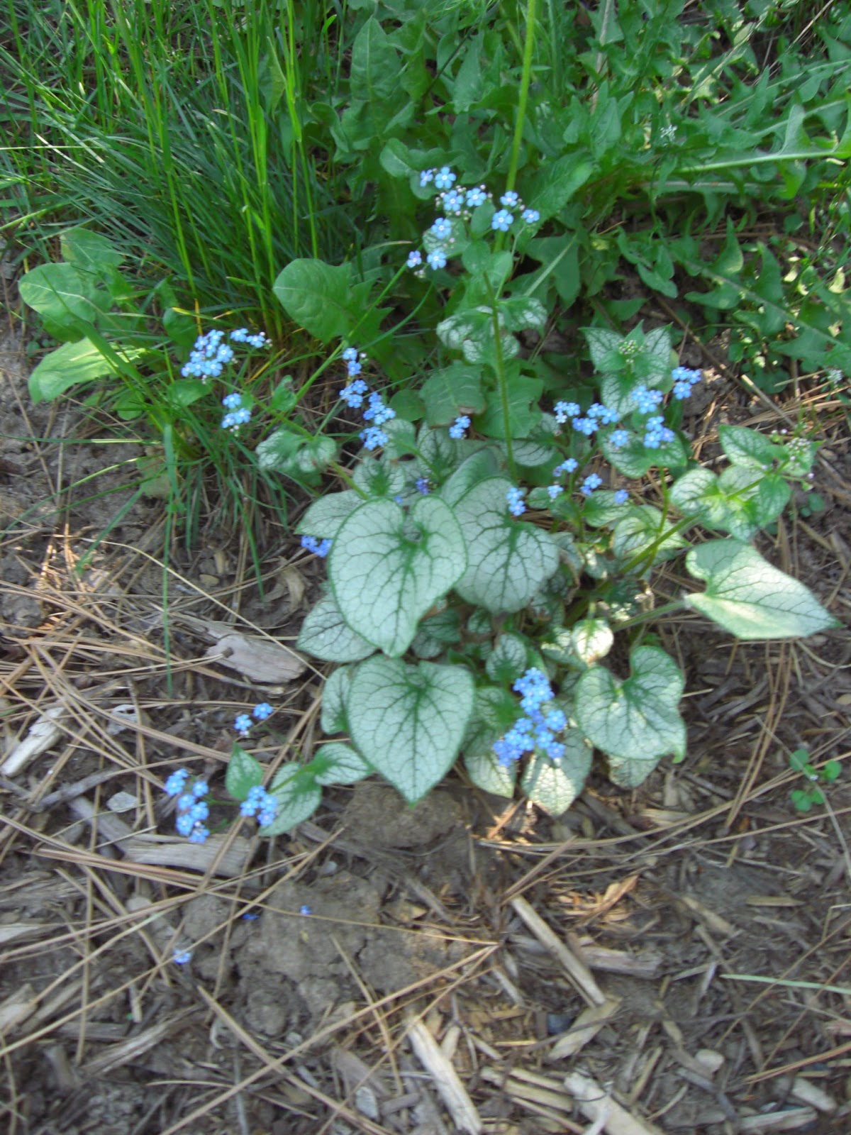 Of Books and Blooms: Plant Files: Brunnera macrophylla
