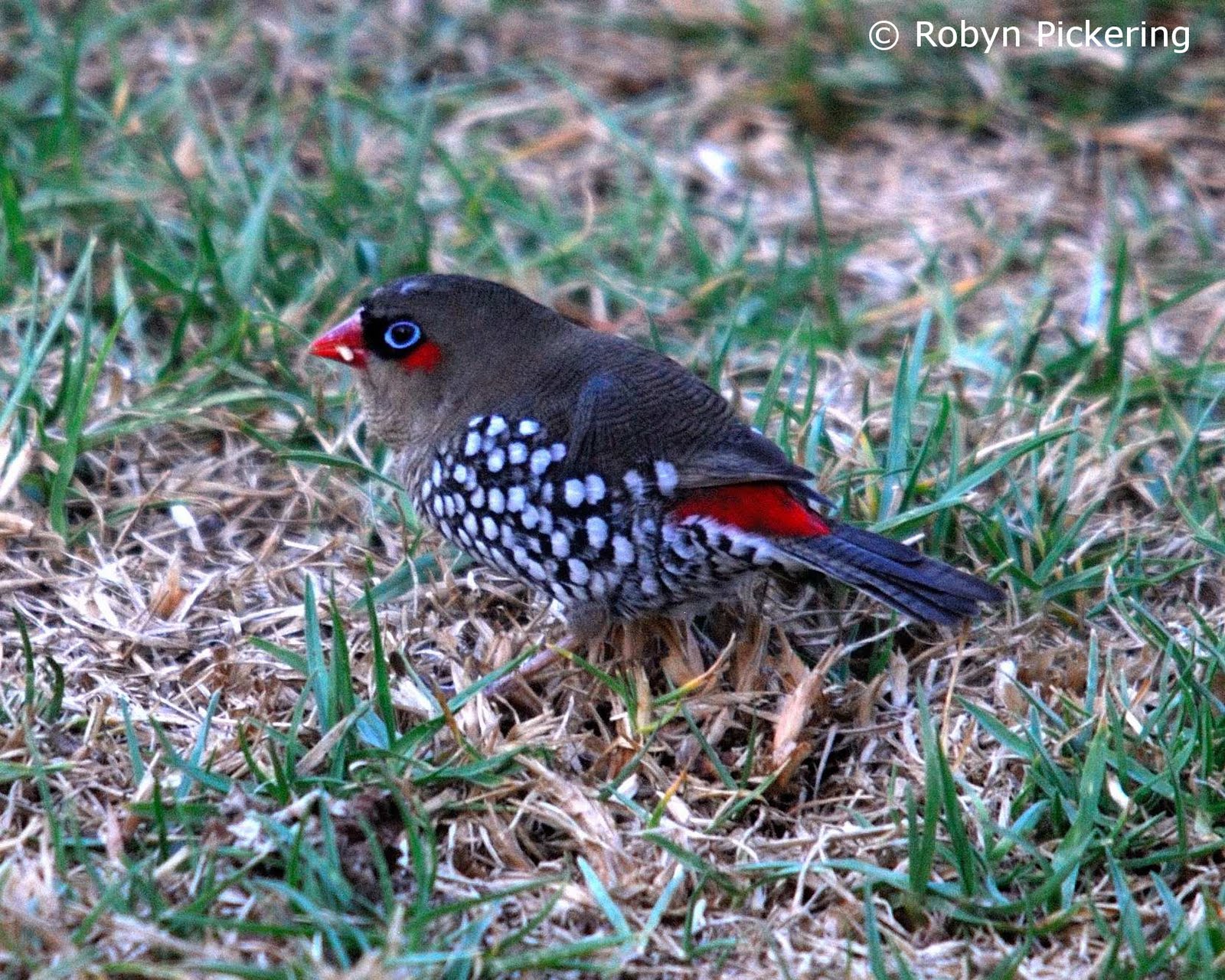 Leeuwin Current Birding: April 2011