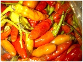 Apoteker Peduli: Cabai (Capsicum sp)