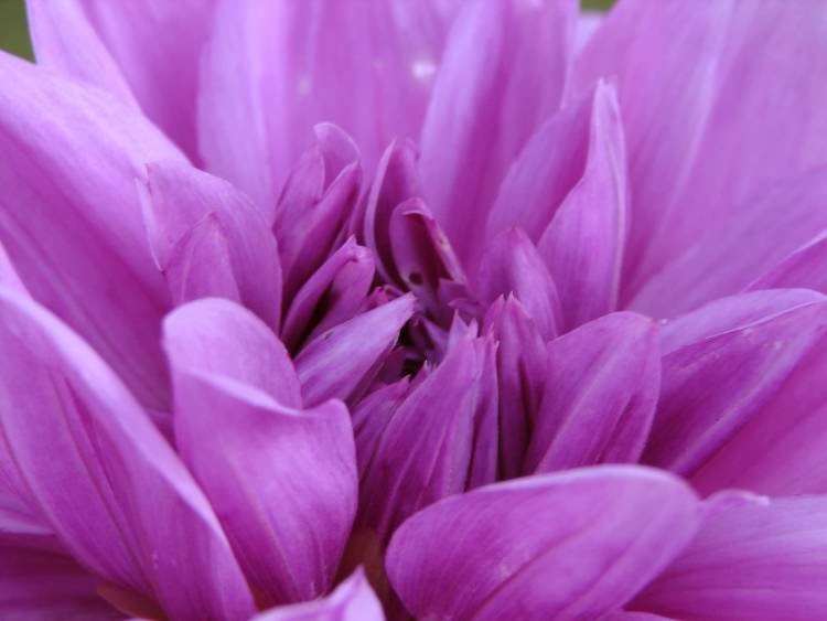 Etiqueta Arco-íris: A Cor VIOLETA - envolvimento de paz e amor!
