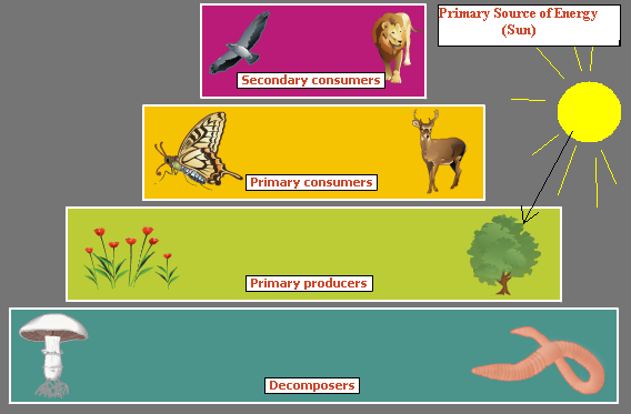 Ecosystem ~ O level Study Guide