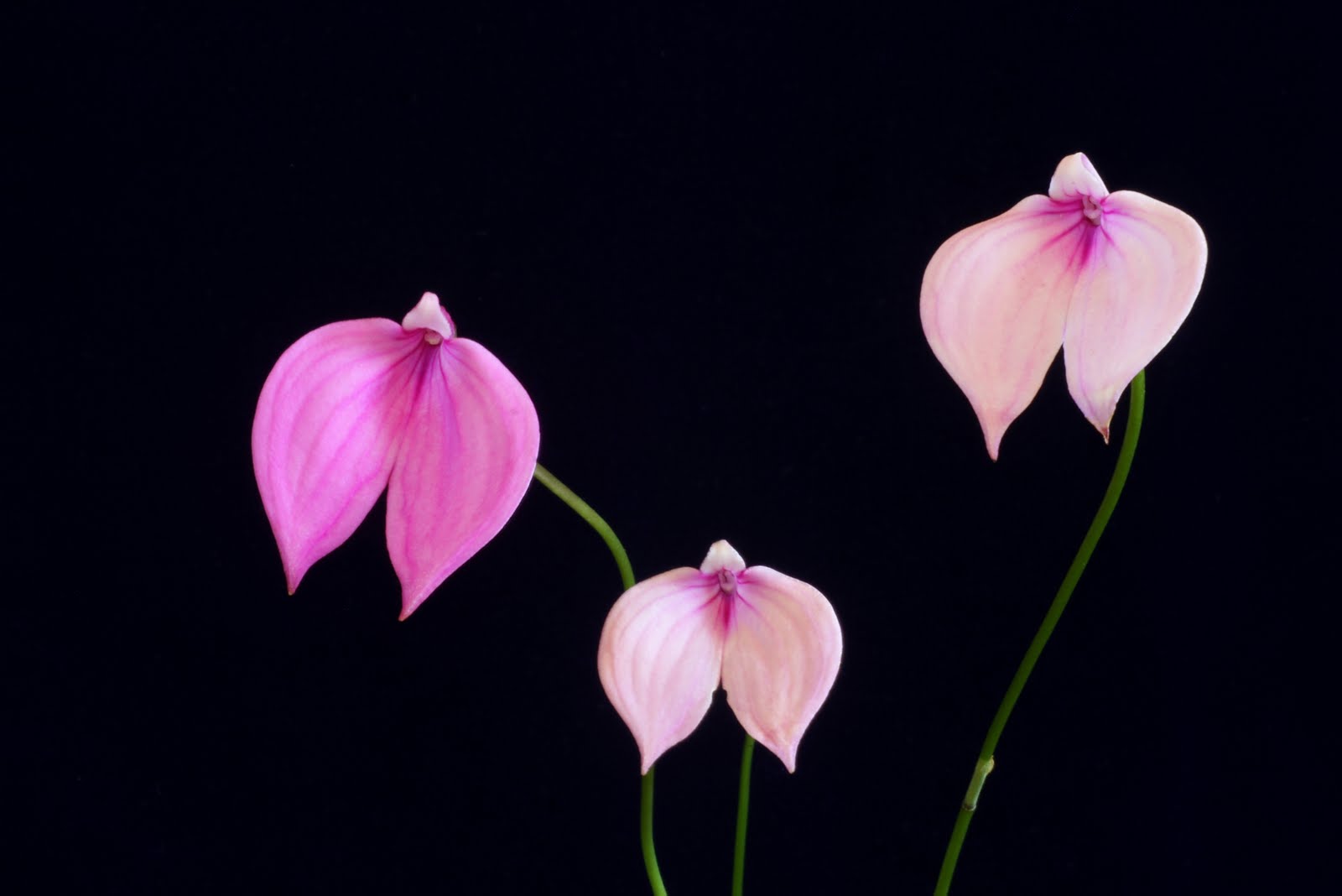 Orchids in Bloom: Masdevallia coccinea 'Dwarf Pink'