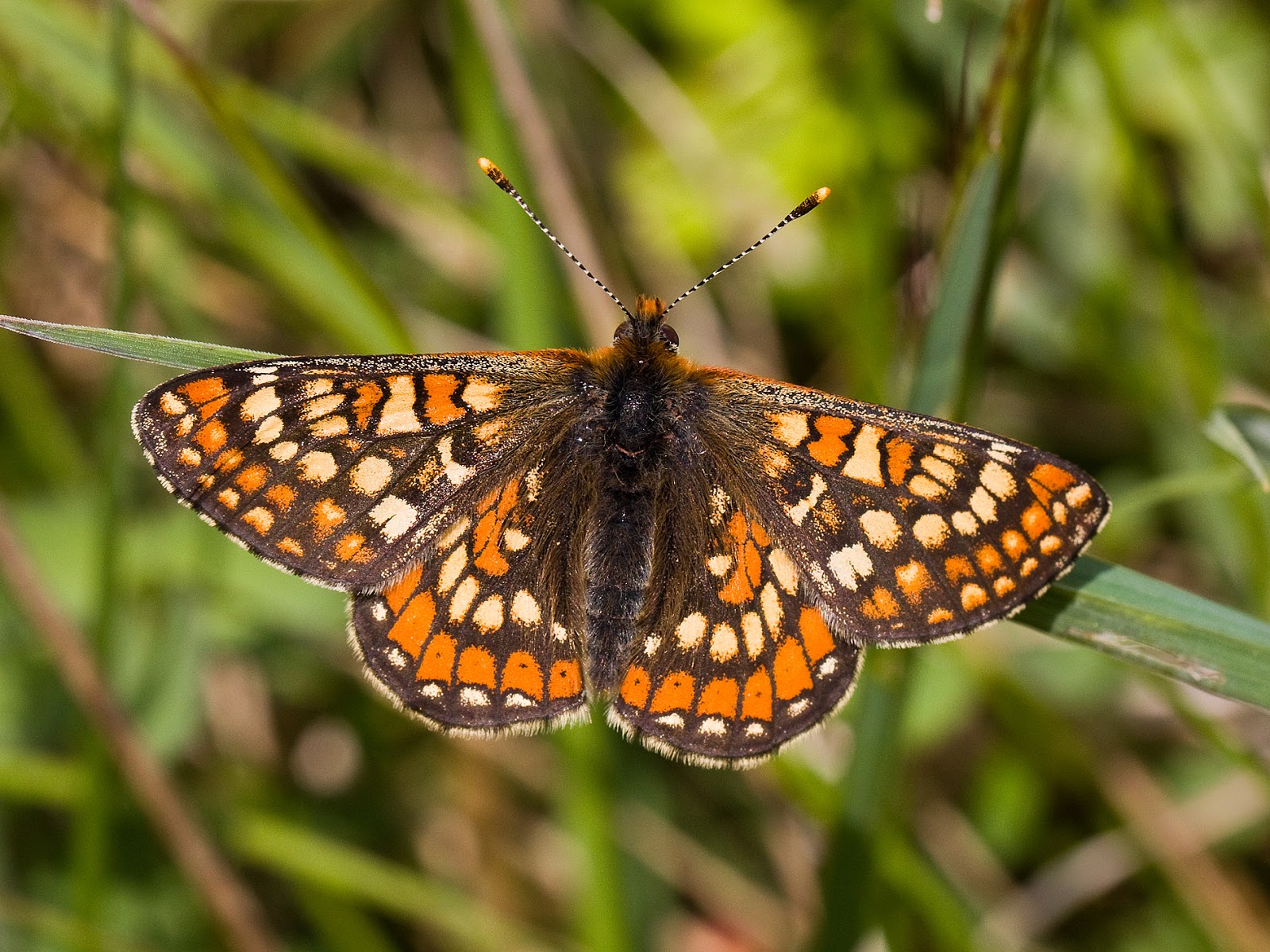 Martin's Sussex Birding Blog: Marsh Fritillary