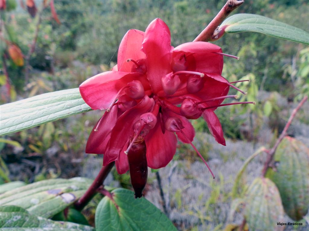 CAYAMBE AROUND THE WORLD: FLORA Y FAUNA