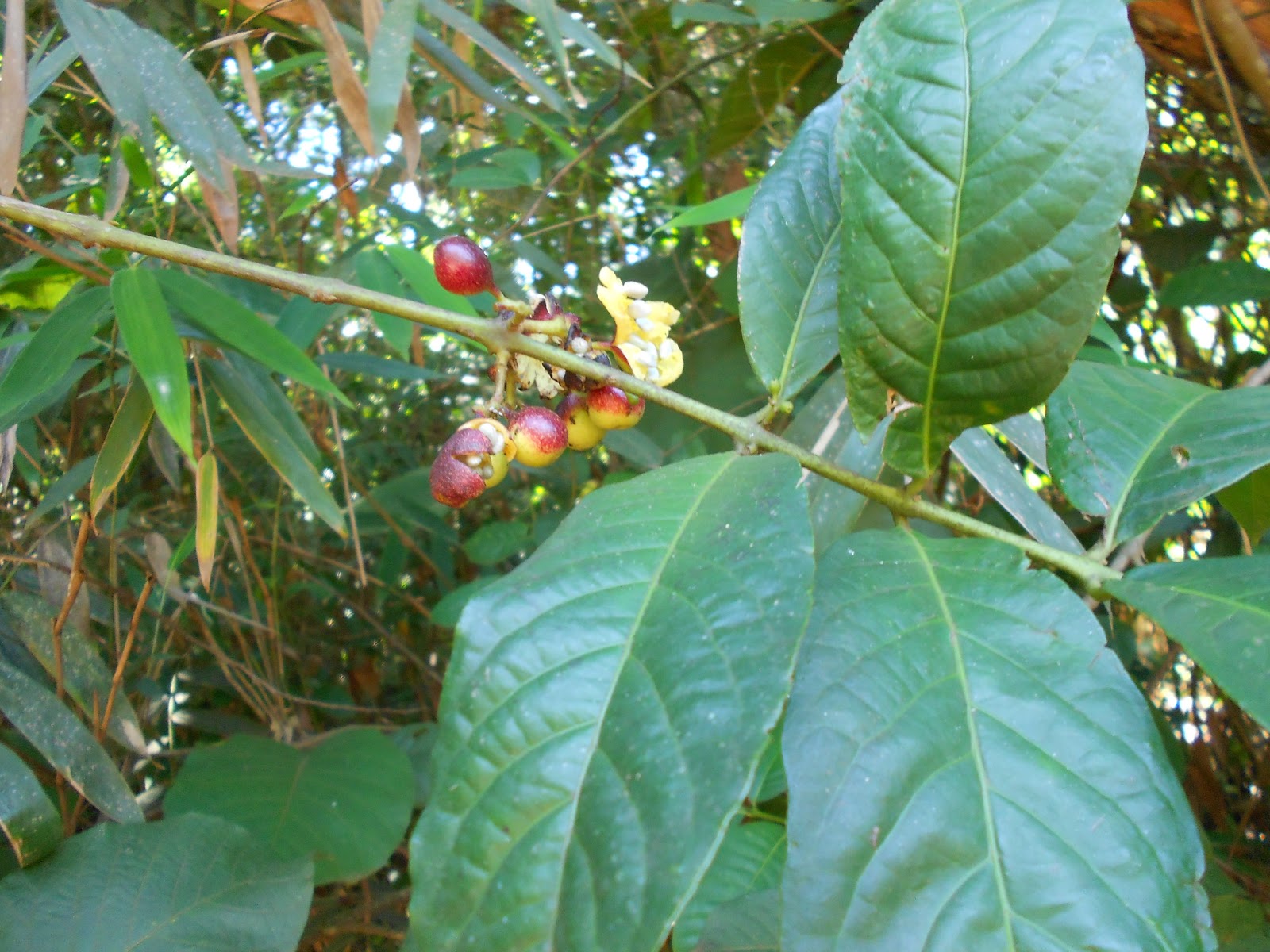 Folha de Orixá - Ewé Orisa: Nega-mina (siparuna guianensis)