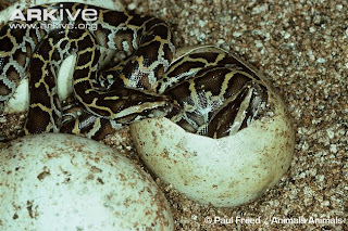 The Joys of Reptile Keeping and Awesome Reptiles: Burmese Pythons