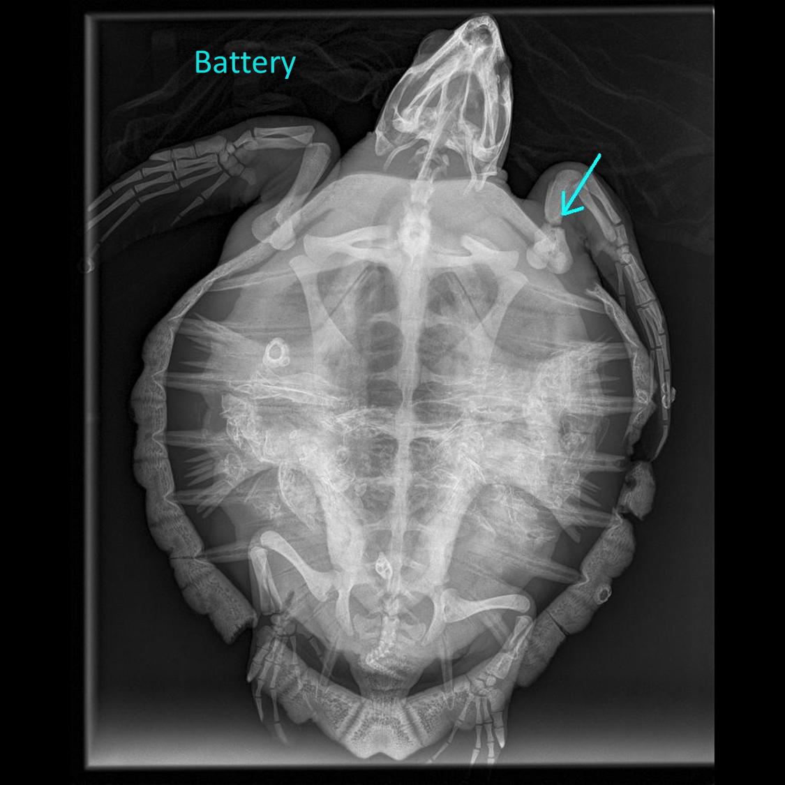 Sea Turtle Hospital: Kemp's ridley with boat strike wounds caught by ...