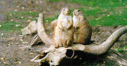 Prairie dogs on a skull