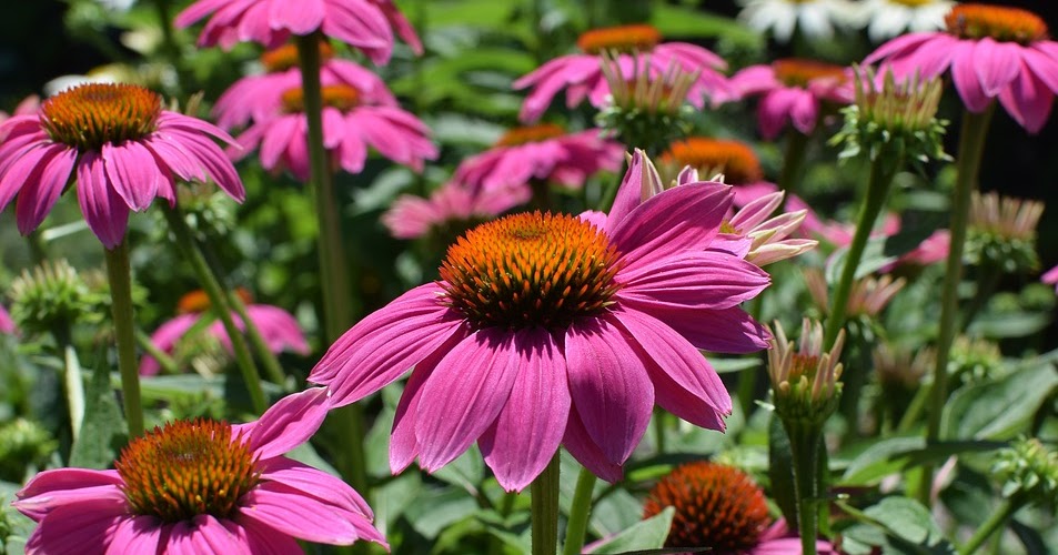 Vida saludable: Propiedades curativas de la equinácea