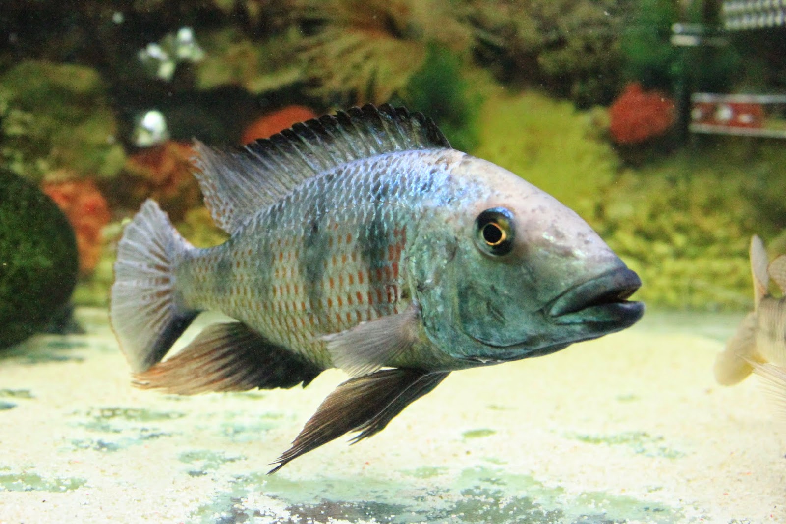 馬拉威湖慈鯛 Lake Malawi Cichlids: 非洲慈鯛 - 馬拉威湖 - 雪花豹 - Fossorochromis rostratus