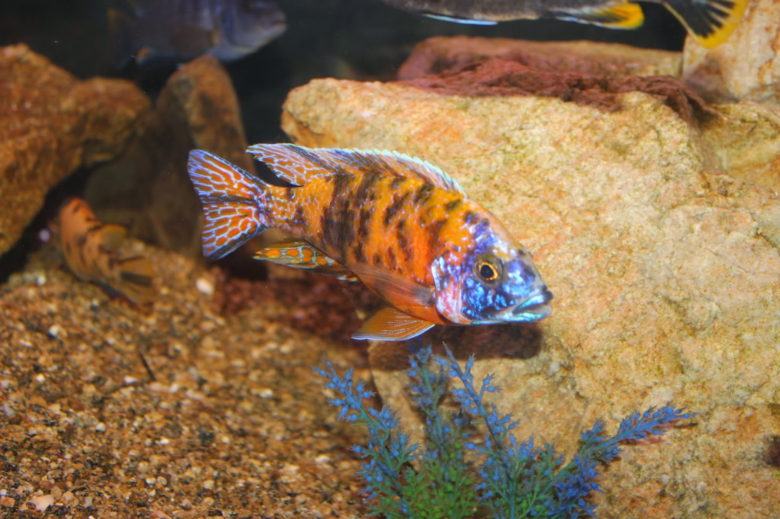 Amazing Fish: OB Peacock