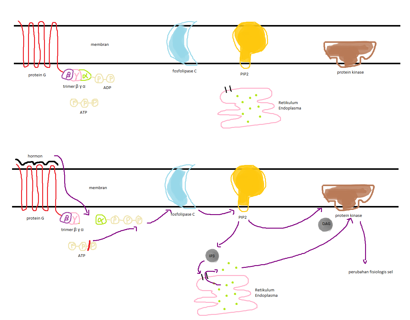Medical Posts: Signaling Intraseluler (Intracellular Signaling)