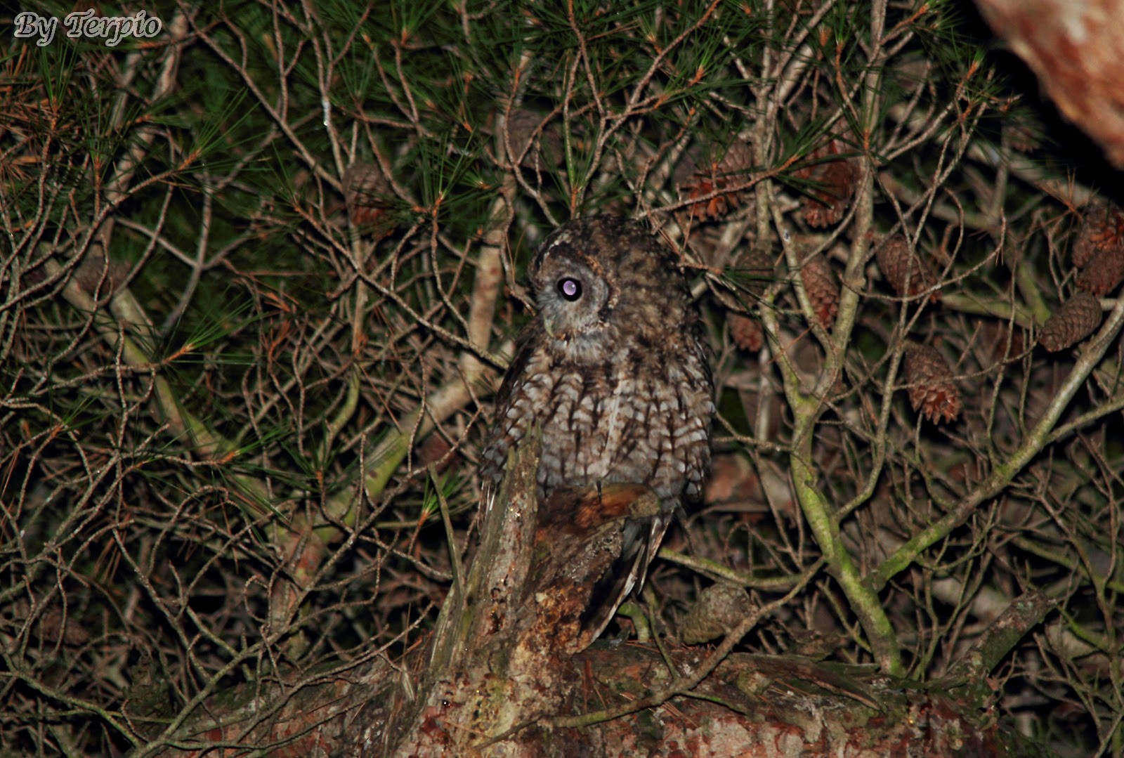 Viajes, Salidas, Naturaleza, (Fotografía).: Cárabo Común (Strix Aluco).