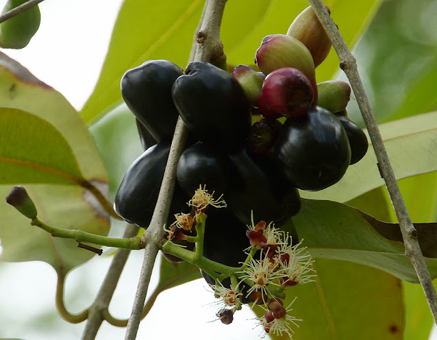 Jambo - Syzygium jambos