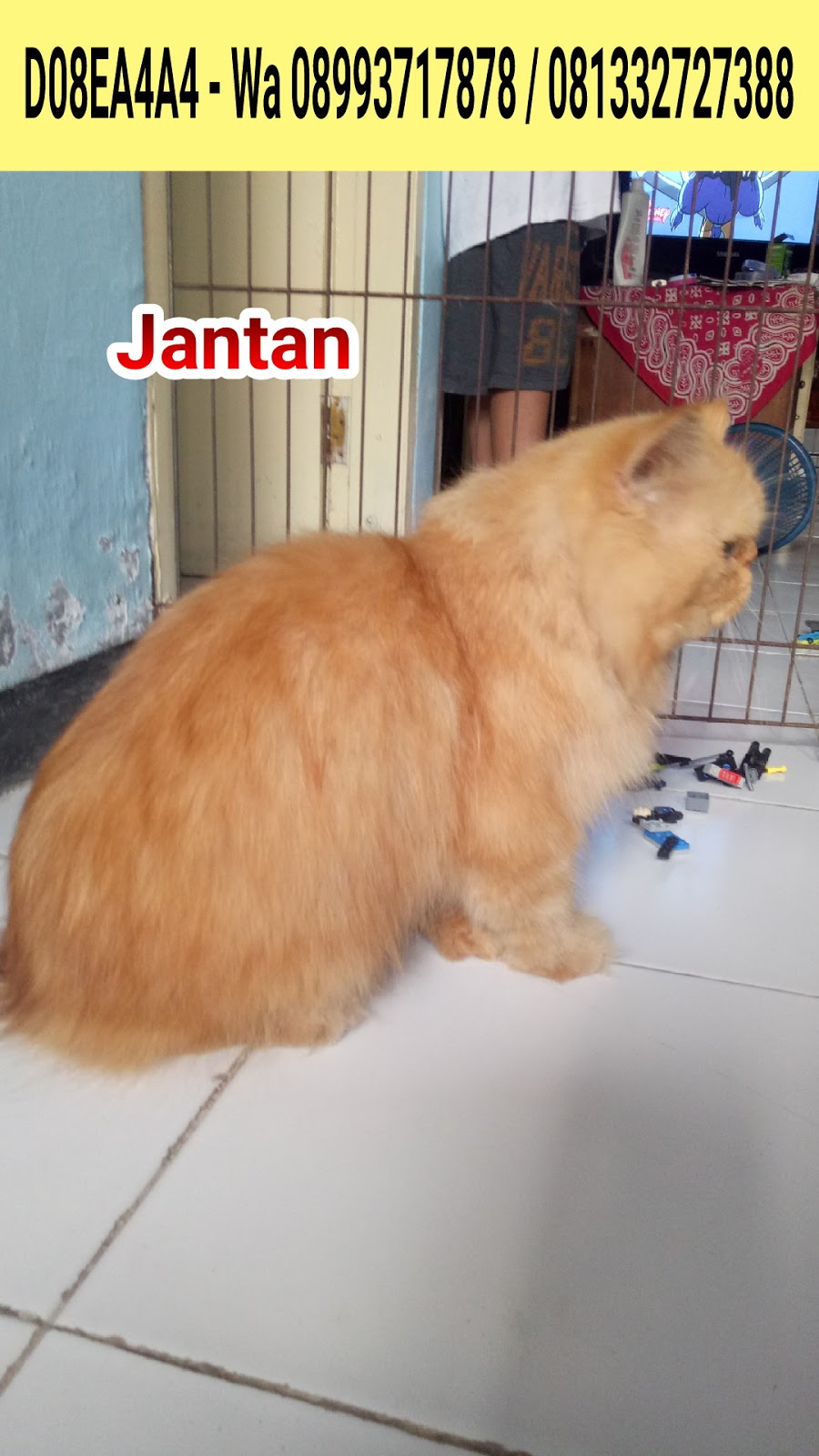 Hamster Dan Kucing Persia Murah Surabaya: KUCING JANTAN BISA KAWIN ...