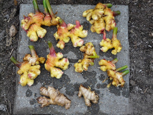 huis-tuin-en-keuken: C: Gember kweken en oogsten