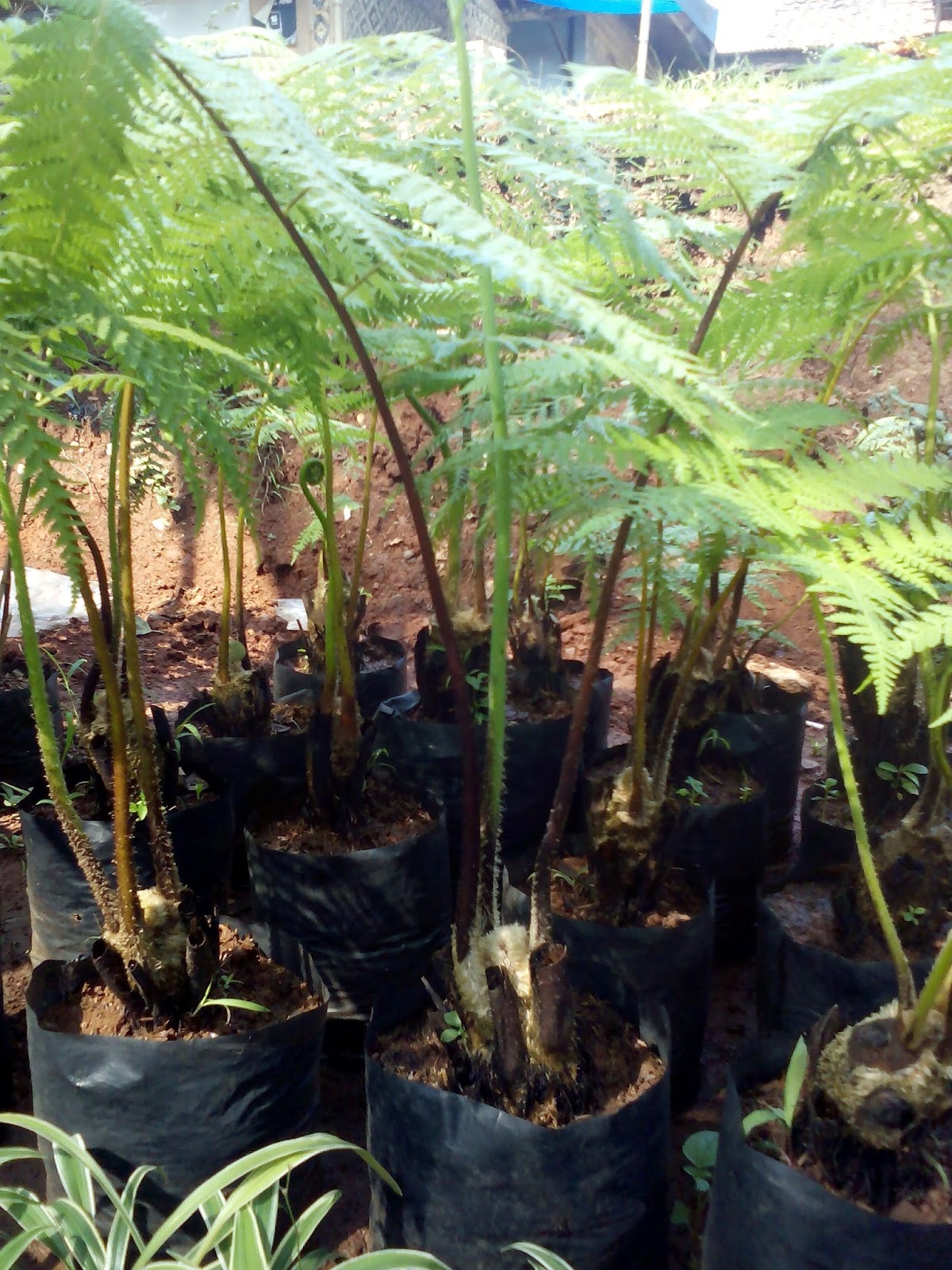 pohon pakis monyet pakis bulu pakis kera