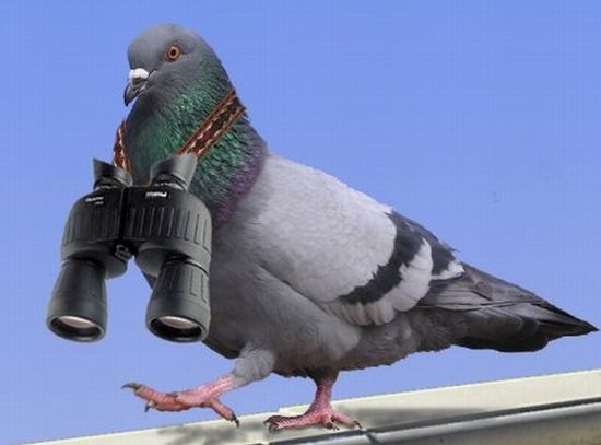 Funny Pigeons New Nice Images | Funny Animals