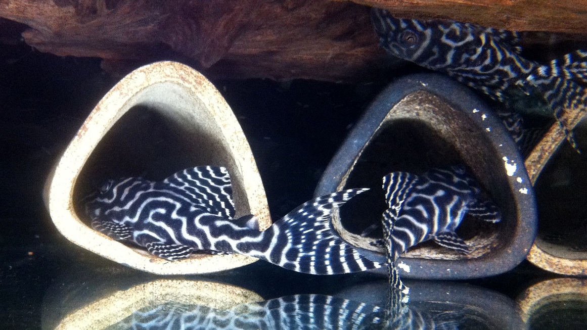 My Pleco: L236 - Hypancistrus sp. (L236)