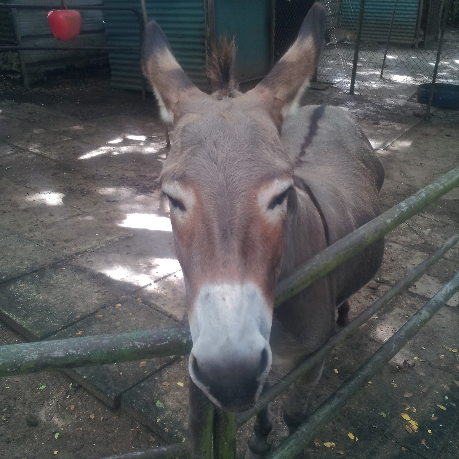 The World According to Mochi: Hafa Adai -- Guam Zoo