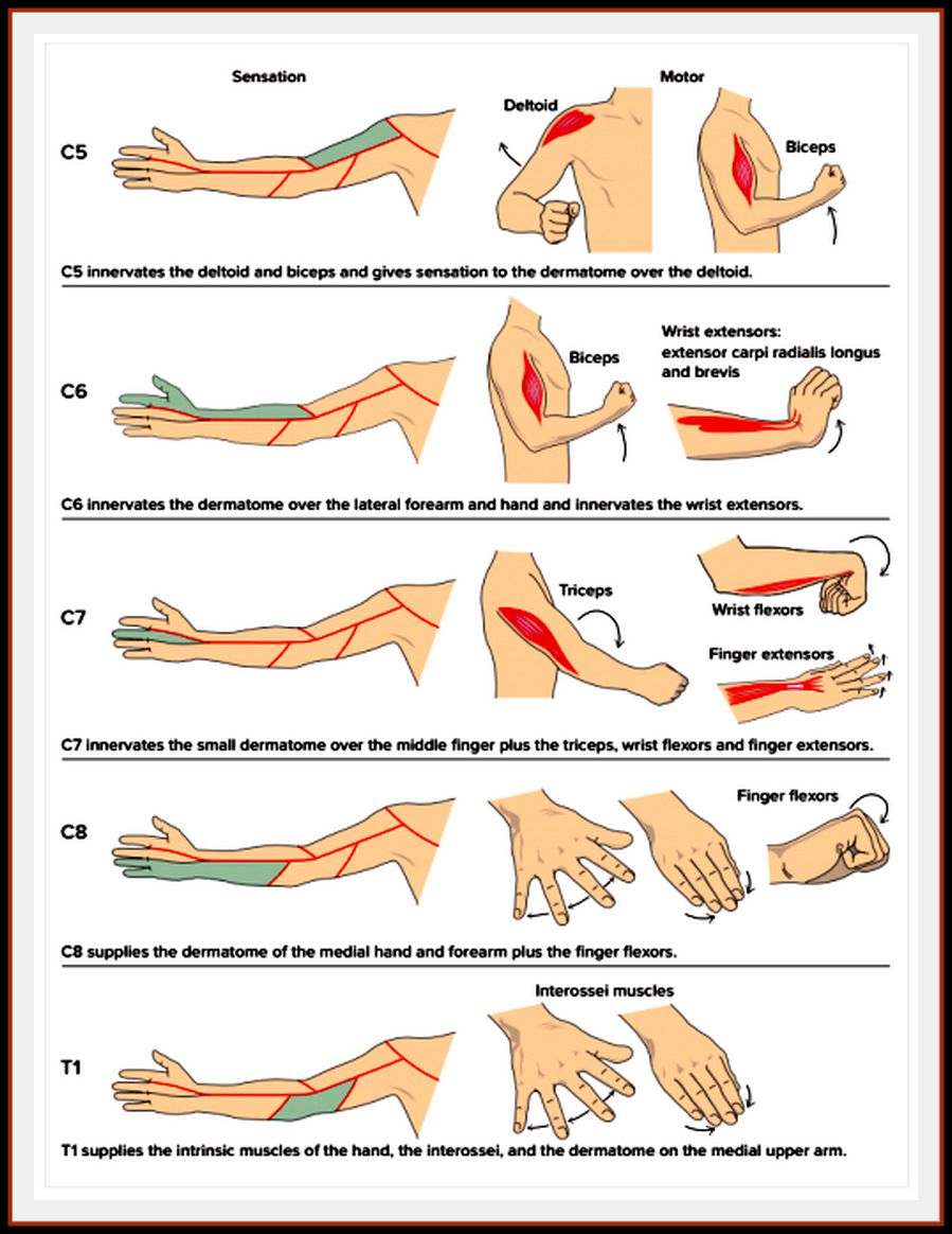 truthlady3: Dermatomes Dermal Segmentation