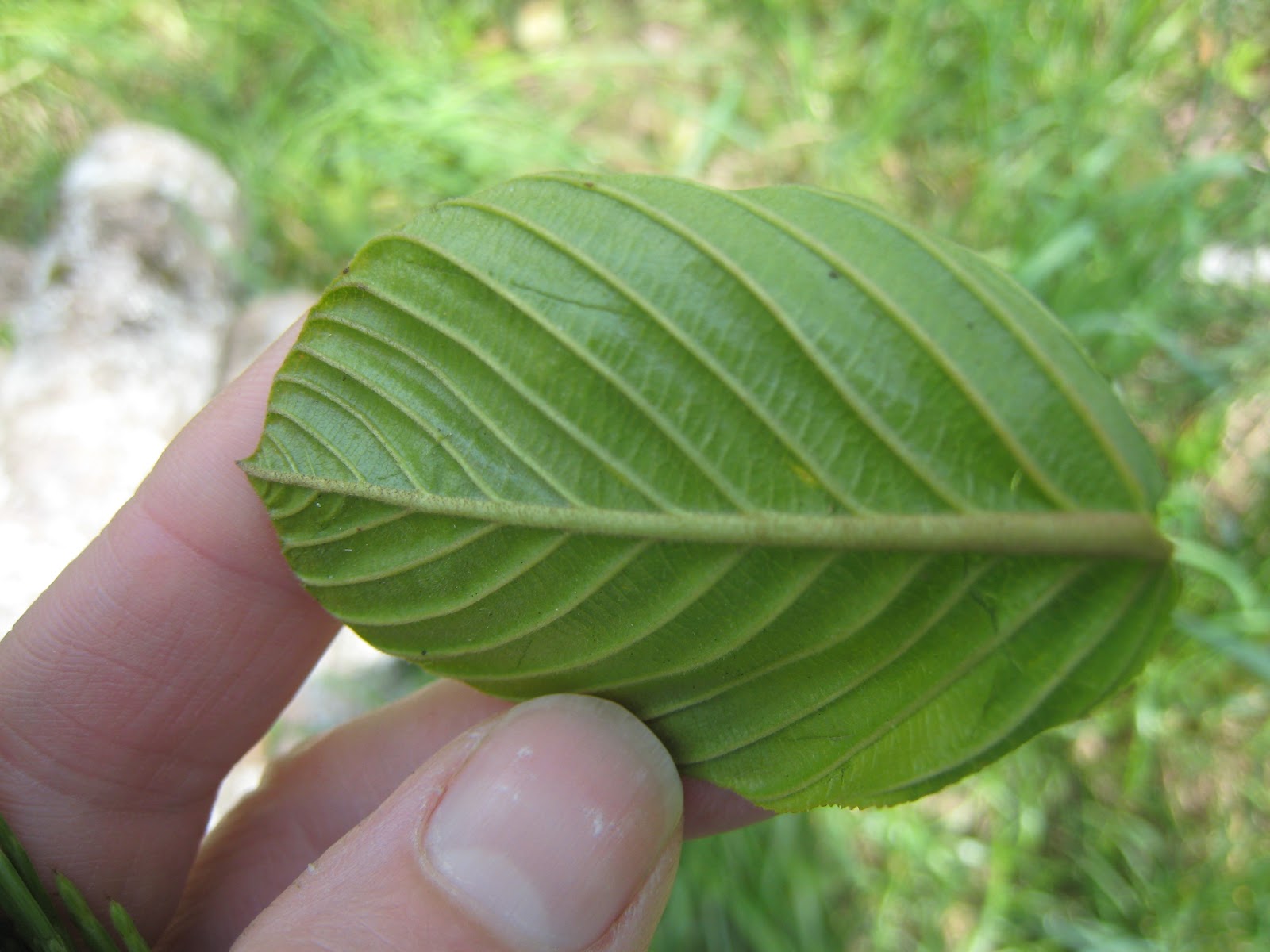 Dreaming A Beautiful World: Herb Class May 6th