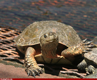 Human Turtle pic | Freeimages