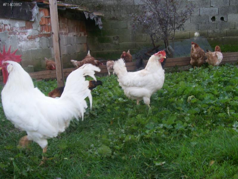 Ligorin Tavuğu,Ligorin Tavuğu Bilgi,Ligorin Tavuğu ilanlari: Ligorin ...