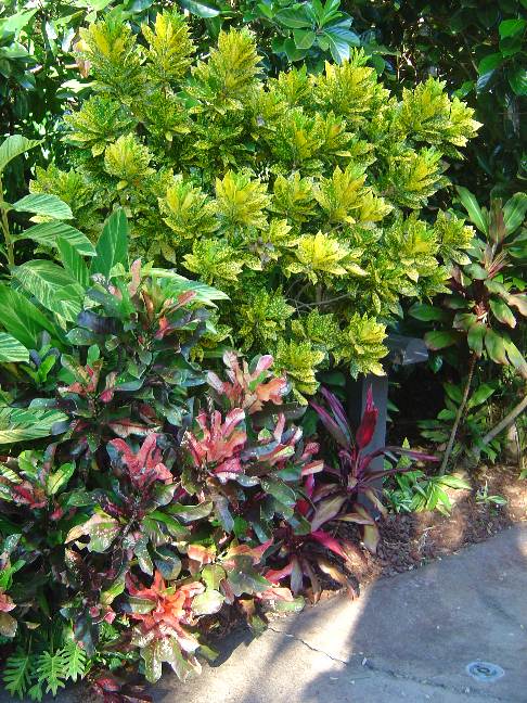 La Doctora De Las Plantas: Plantas de croto: color para el jardín ...