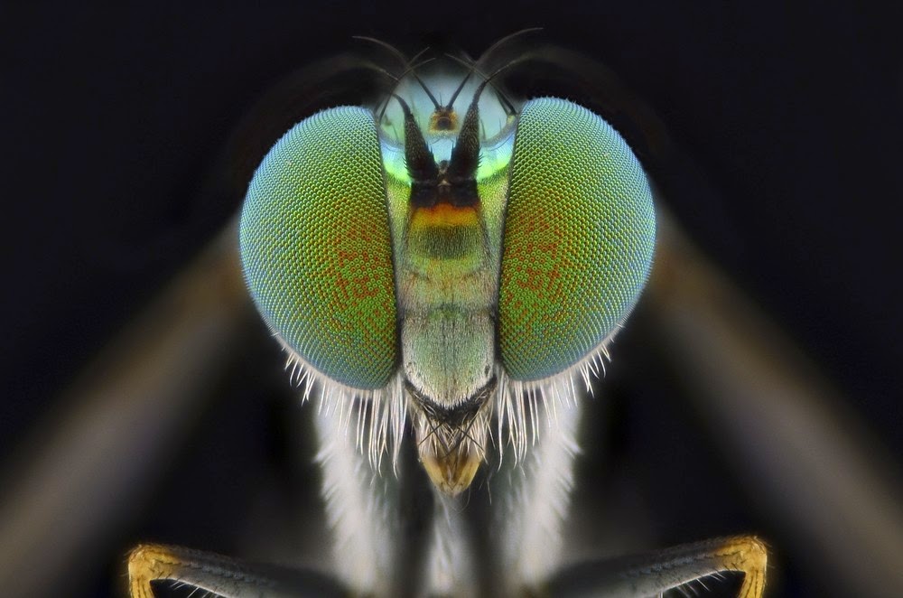 Occhi fragile: Insectos de caras increíbles