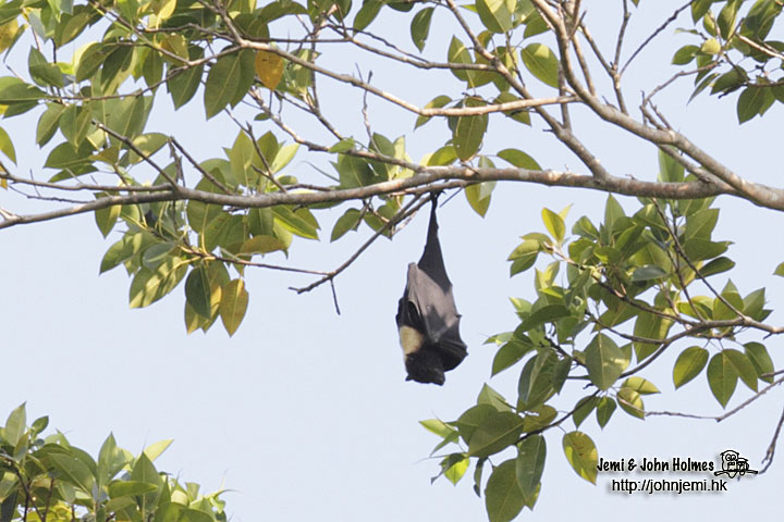 John's Hong Kong Birding: Western Pacific Odyssey 2013 Part 4 - To ...