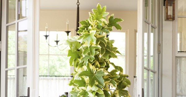 Pokloni mi cvet: Fatshedera lizei