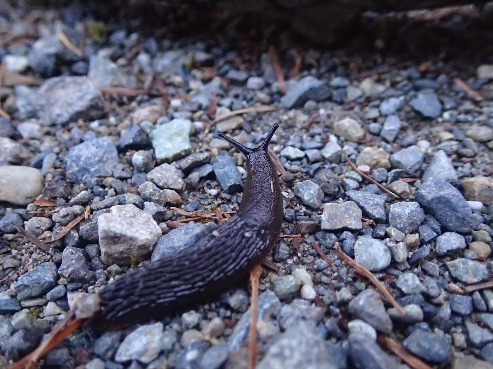 Kent's Bike Blog: #30DaysofScootering - Day 21 - Slugs and Singletrack