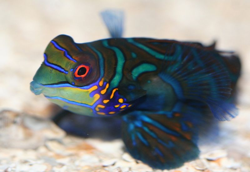 Beautiful World : Mandarin Fish (19 Pics)
