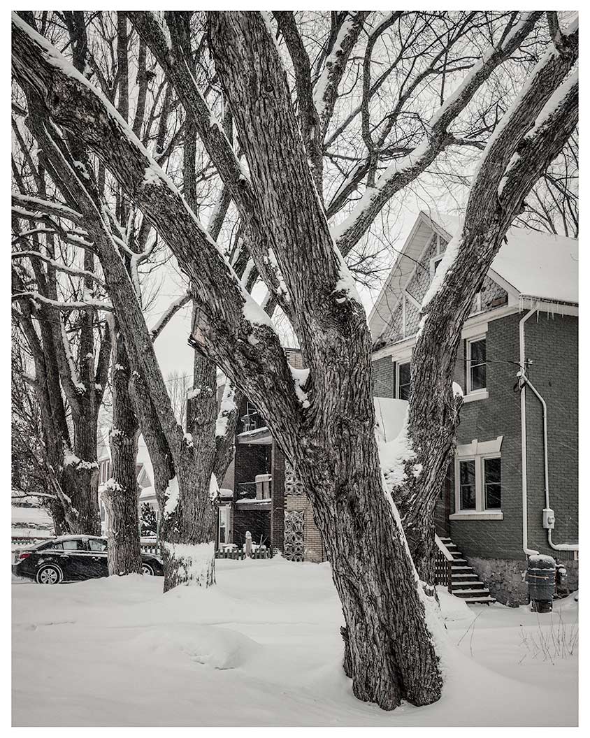 Silverpixel: A BEAUTIFUL SNOW DAY