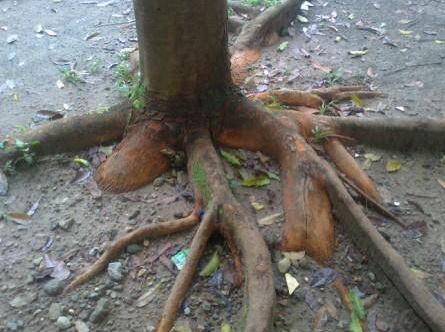 12 Contoh Jenis Tanaman Berakar Tunggang – CND