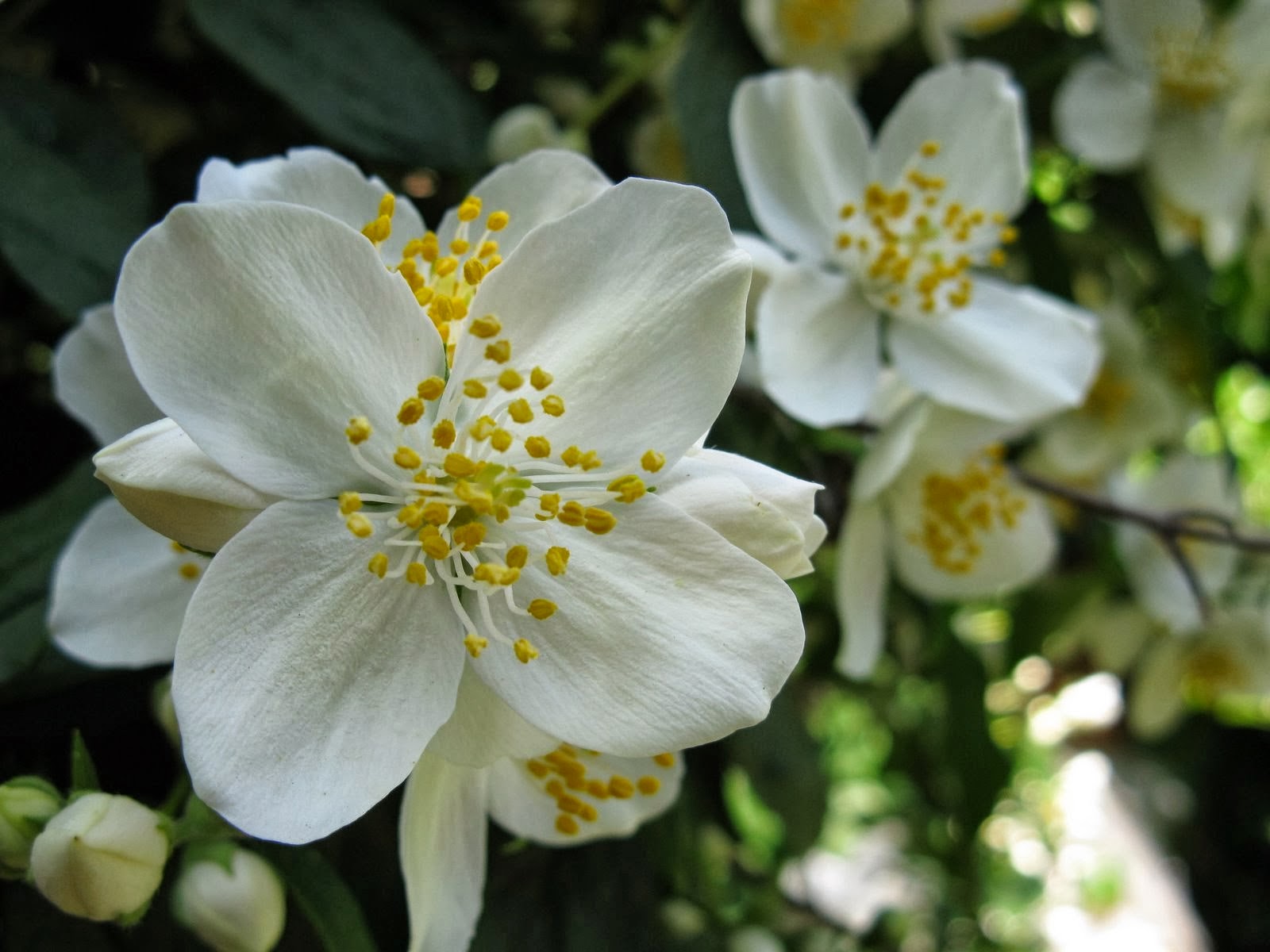 Mengenal Tanaman Melati - Sentra Pertanian