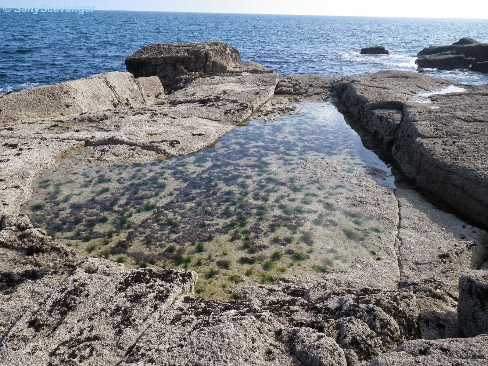 Rock Pooling: Rockpooling destination: Mousehole area, April 2014